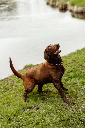 Platte River Kennels | Labrador Retriever Gun Dog Training (MN)